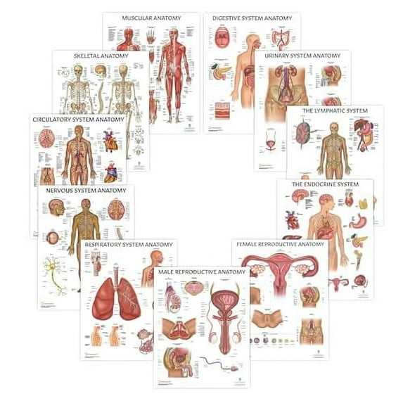 The Anatomy Lab Human Body Systems Laminated Poster Set - Walmart.com