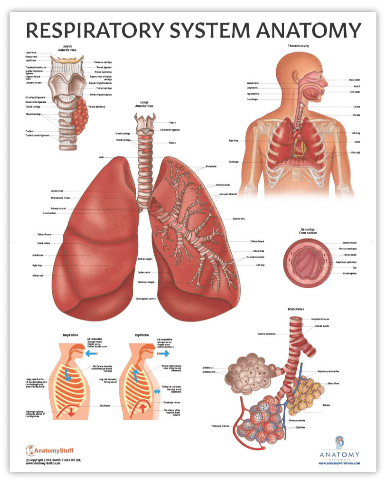 The Anatomy Lab Human Respiratory System Laminated Poster - Walmart.com