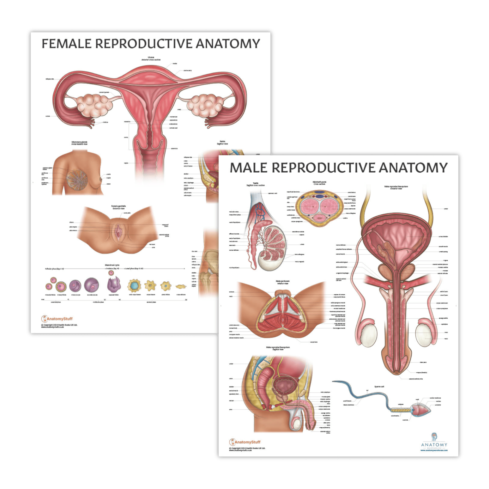 Anatomy Lab Male And Female Reproductive System Laminated Poster Set