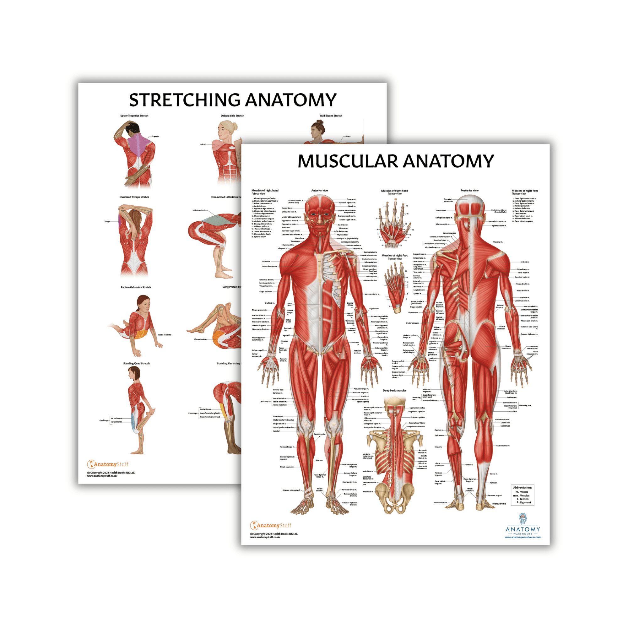 The Anatomy Lab Muscular System and Stretching Fitness Laminated Poster ...