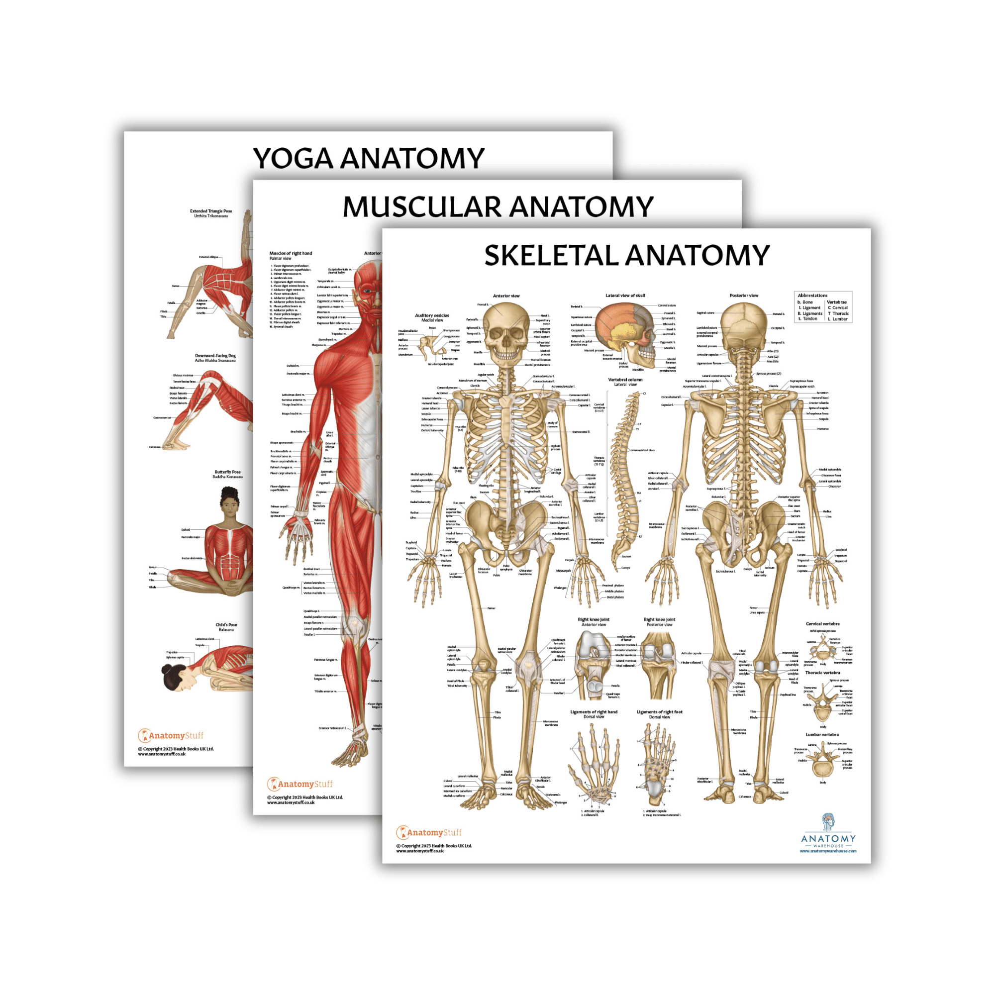 The Anatomy Lab Skeletal and Muscular System with Yoga Fitness ...