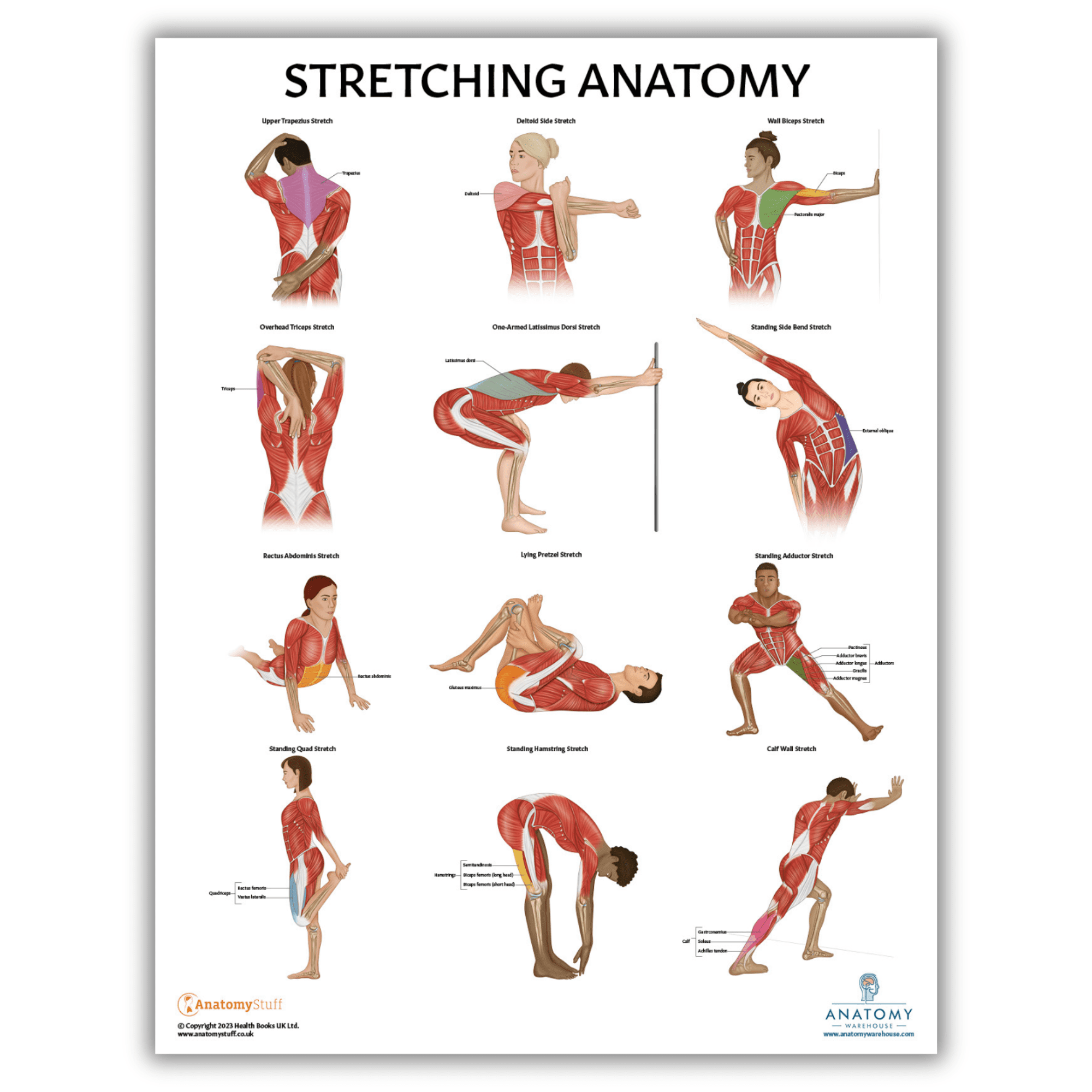 The Anatomy Lab Stretching Laminated Poster - Walmart.com