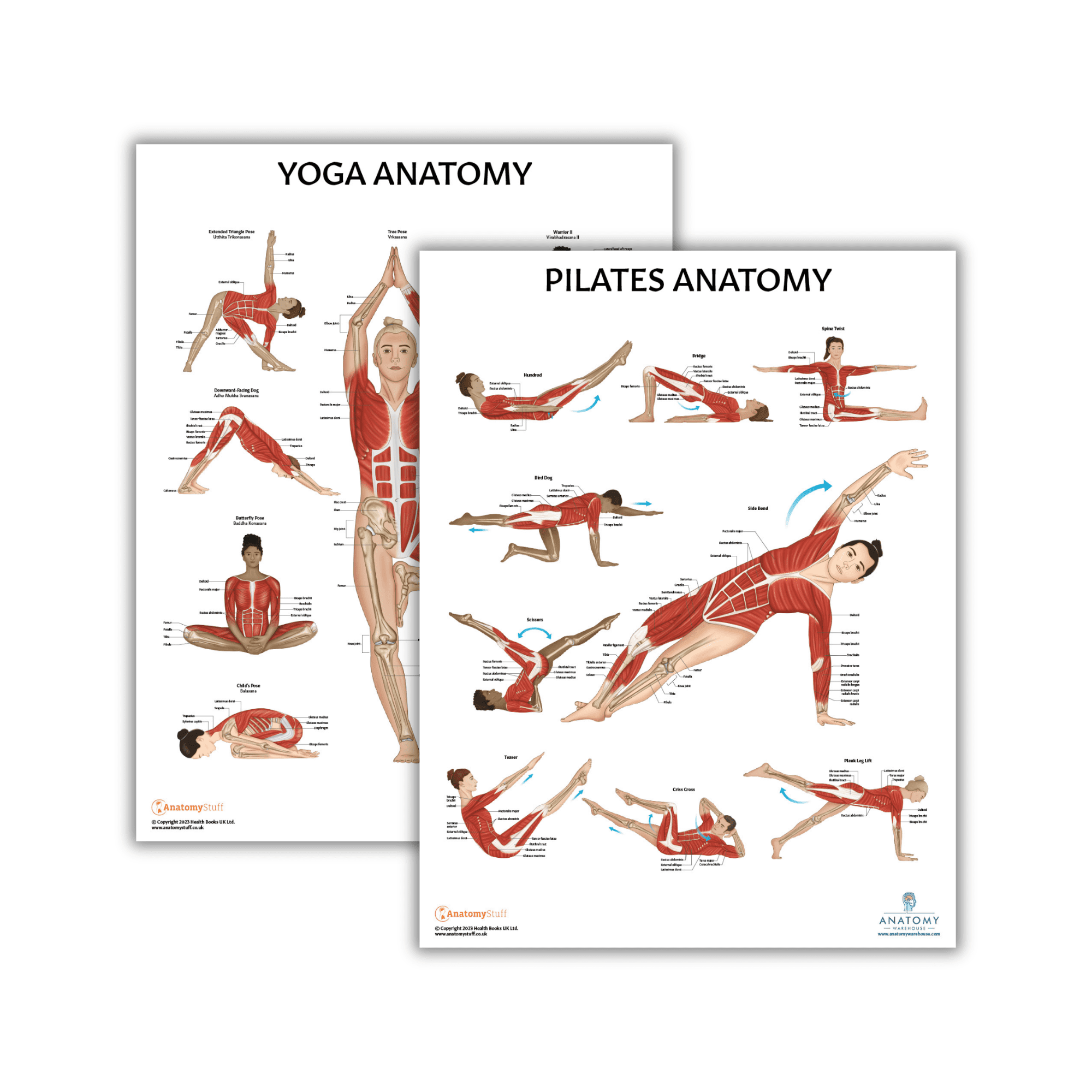 The Anatomy Lab Yoga and Pilates Fitness Laminated Poster Set - Walmart.com
