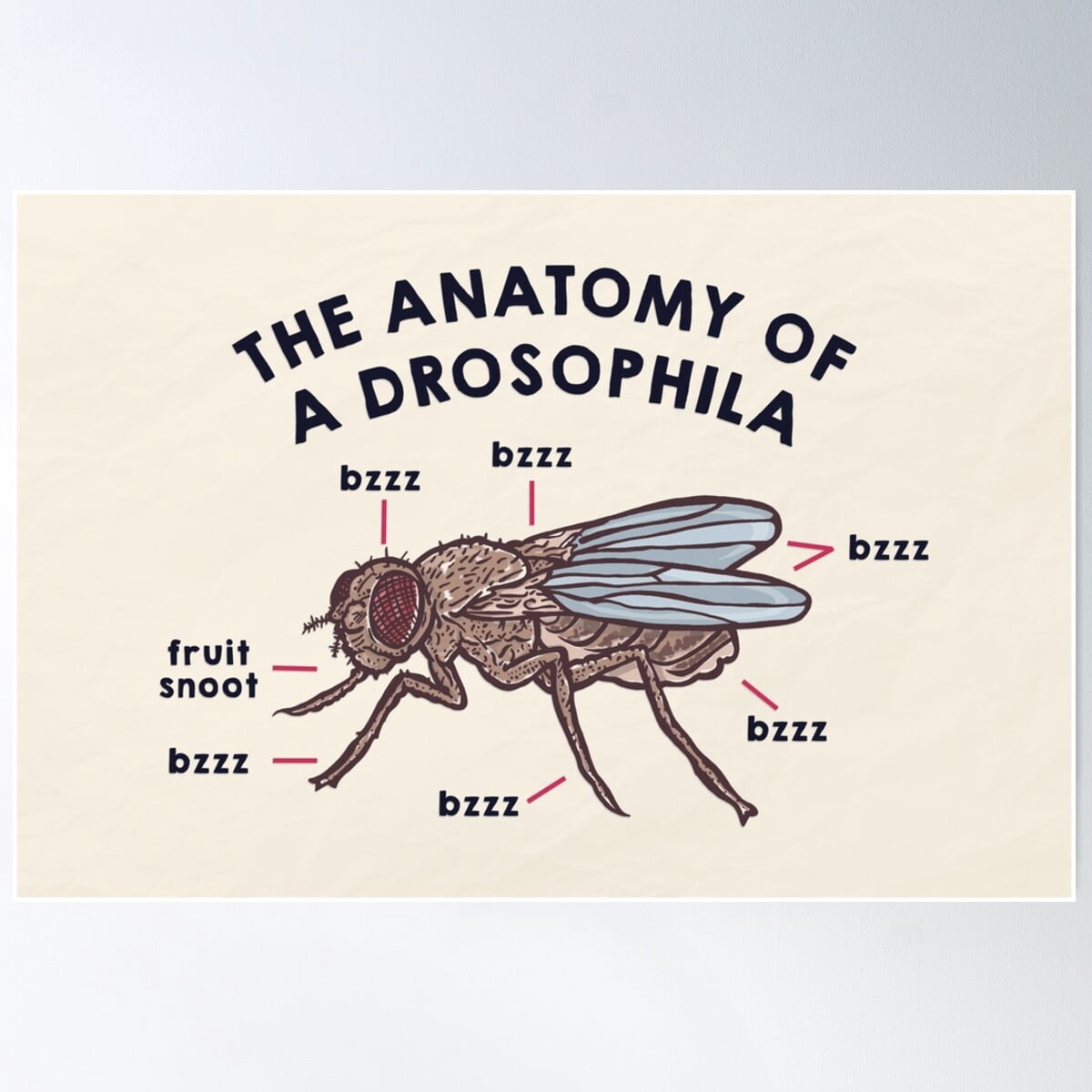 The Anatomy Of A Drosophila Poster Wall Art, Modern Wall Decor For ...
