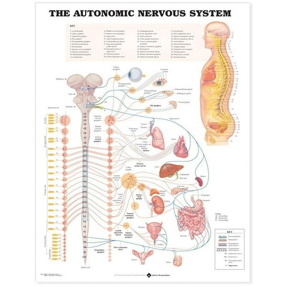 Autonomic Nervous System Anatomy