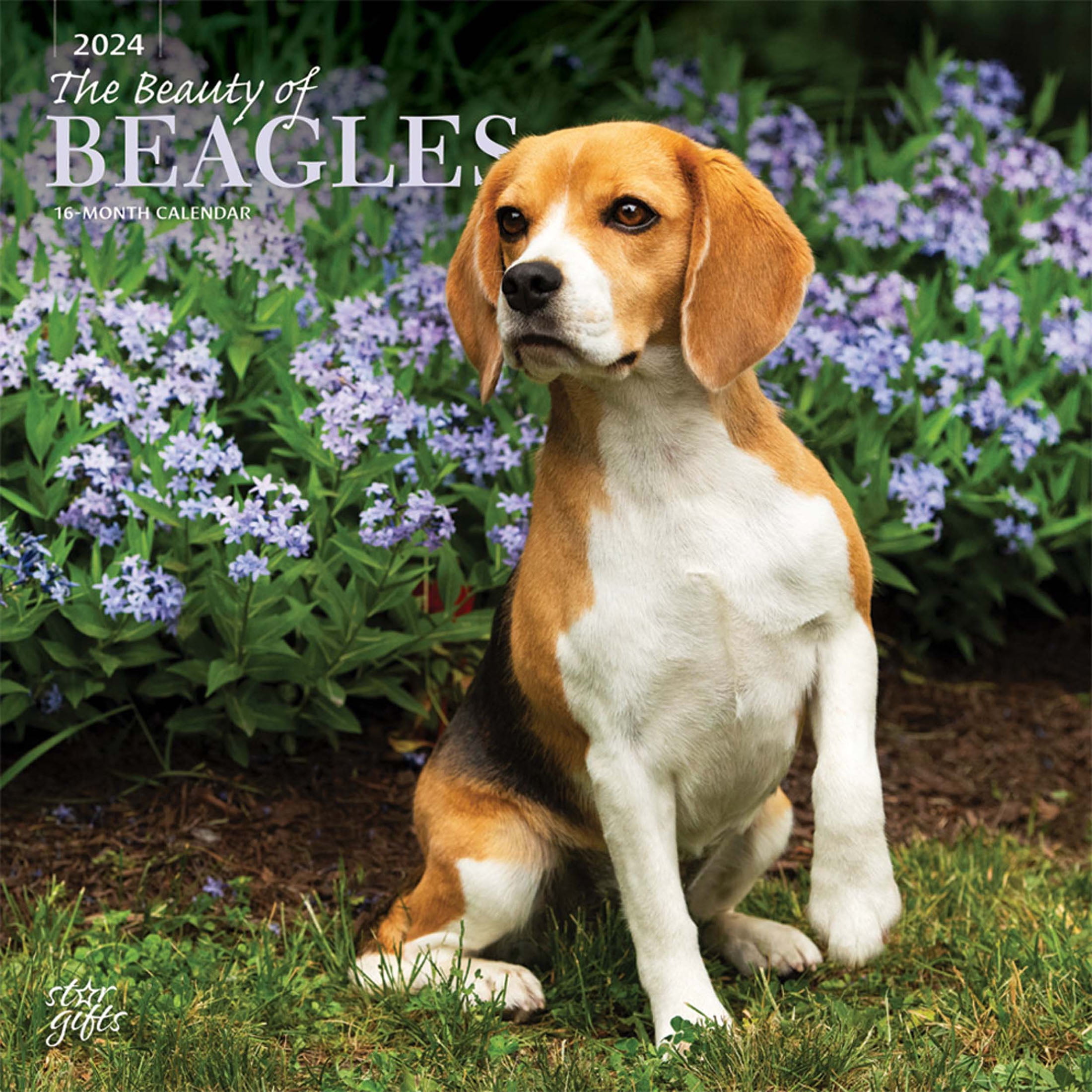 The Beauty of Beagles | 2024 12x24" (Hanging) Wall Calendar | StarGifts ...