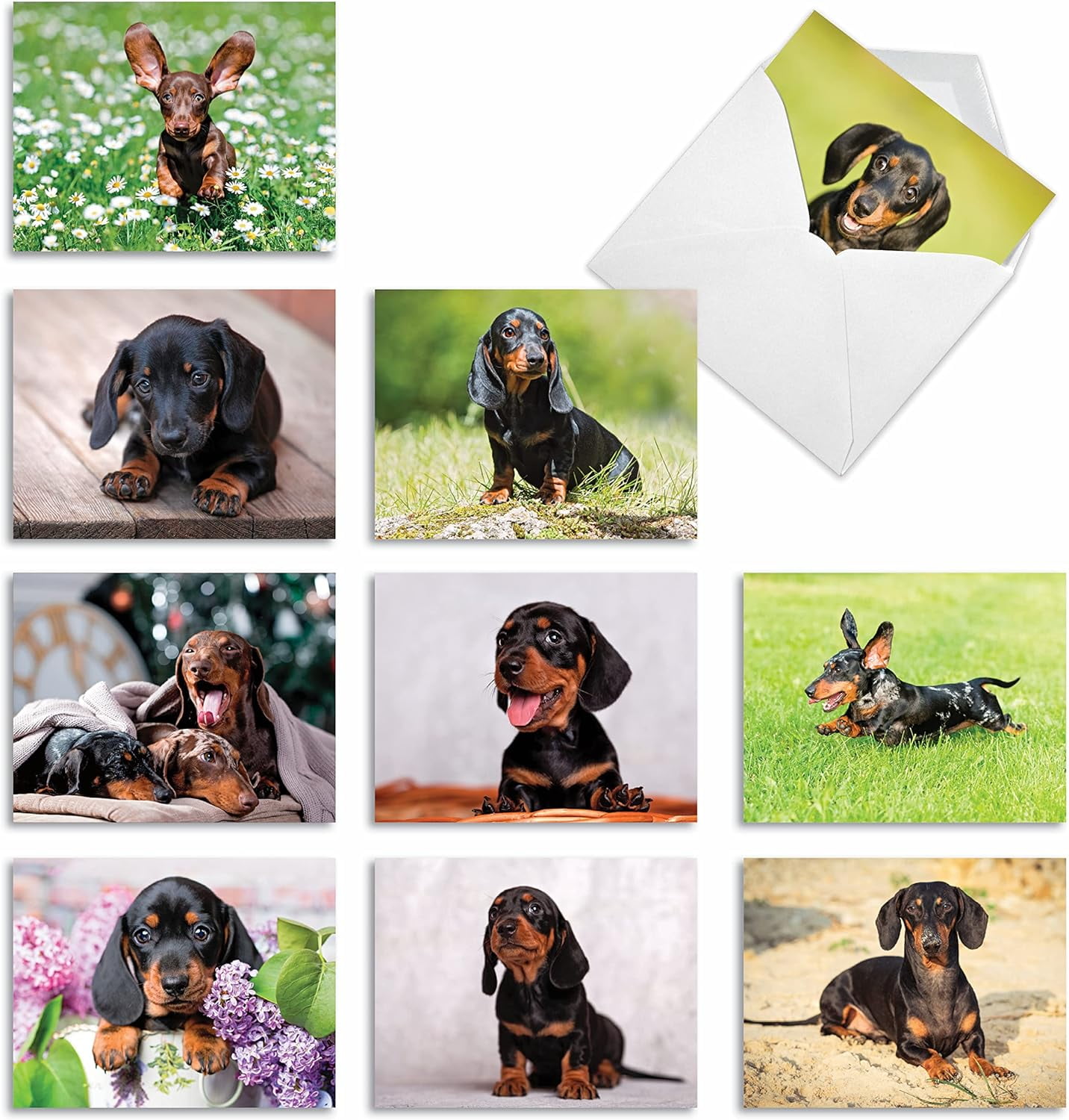 The Best Card Company - 10 Adorable Blank Dog Cards (4 x 5.12 Inch ...