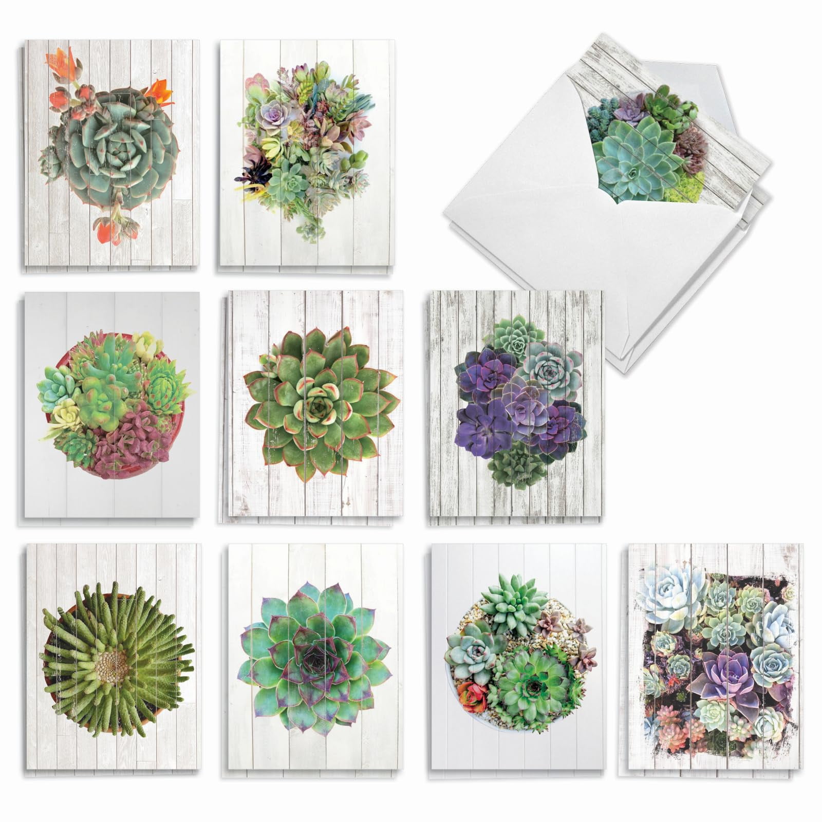The Best Card Company - 20 Assorted Blank Plant Cards Boxed (4 x 5.12 ...