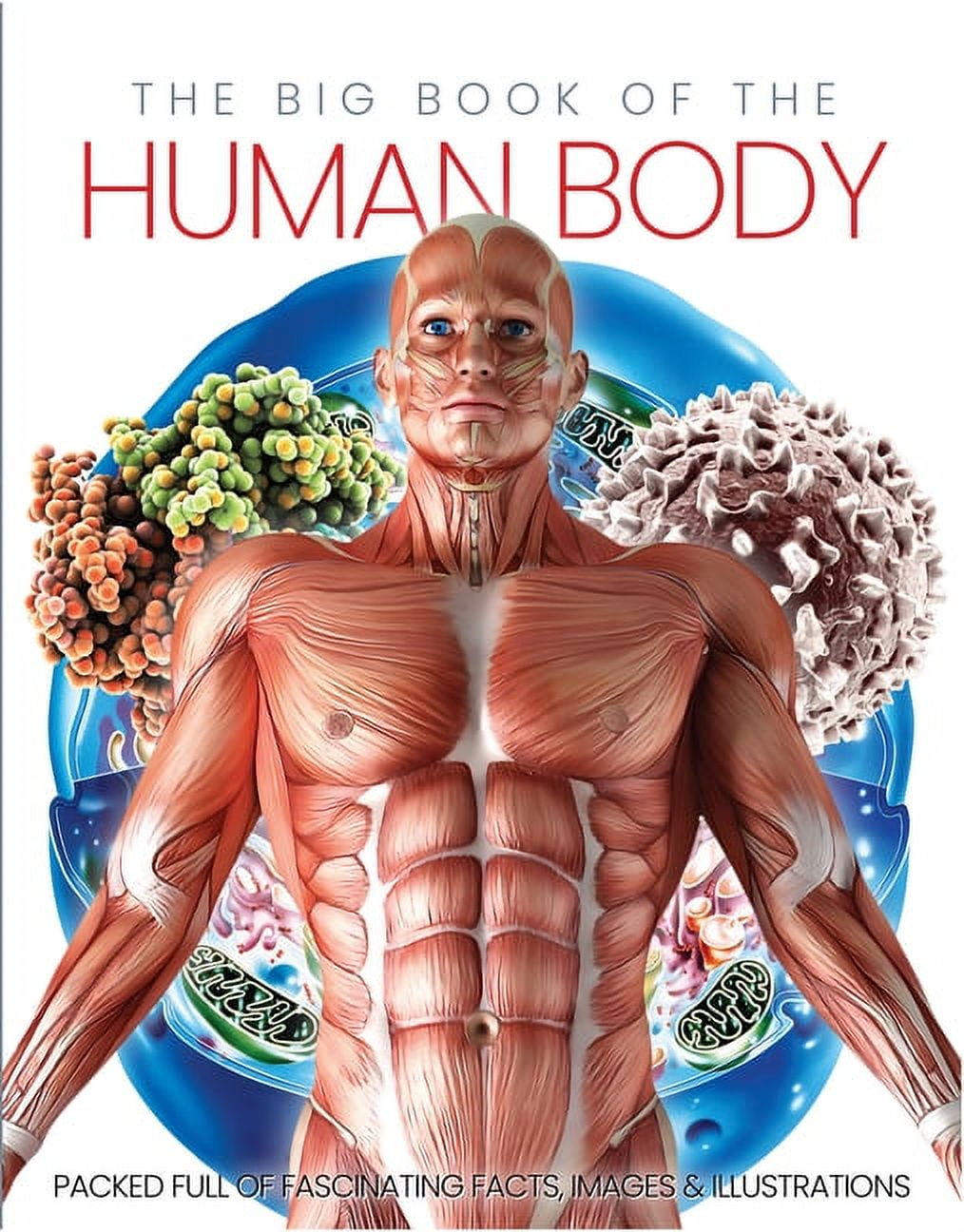 The Big Book of the Human Body, (Hardcover) - Walmart.com
