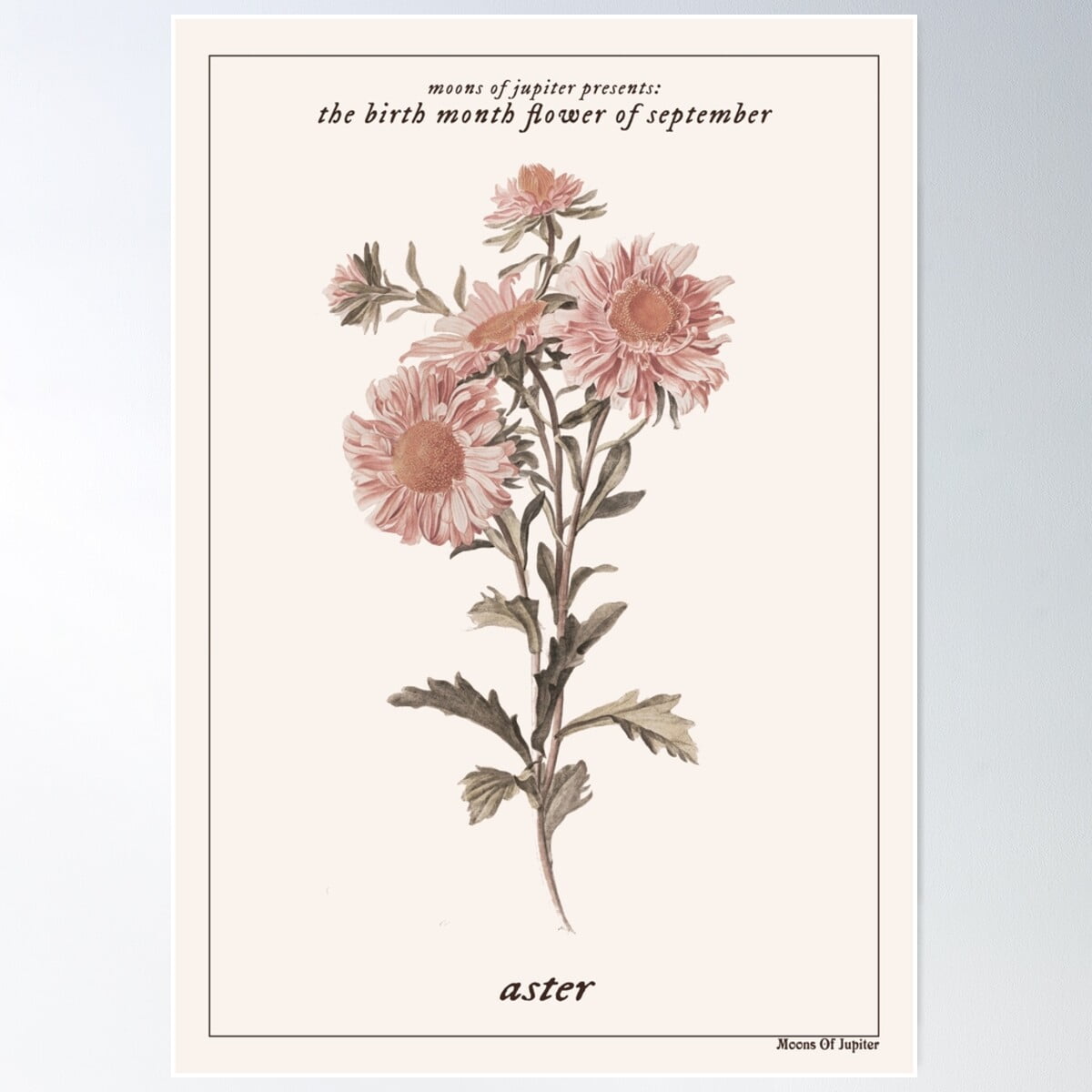 The Birth Month Flower Of September: Aster Poster Wall Art, Modern Wall ...