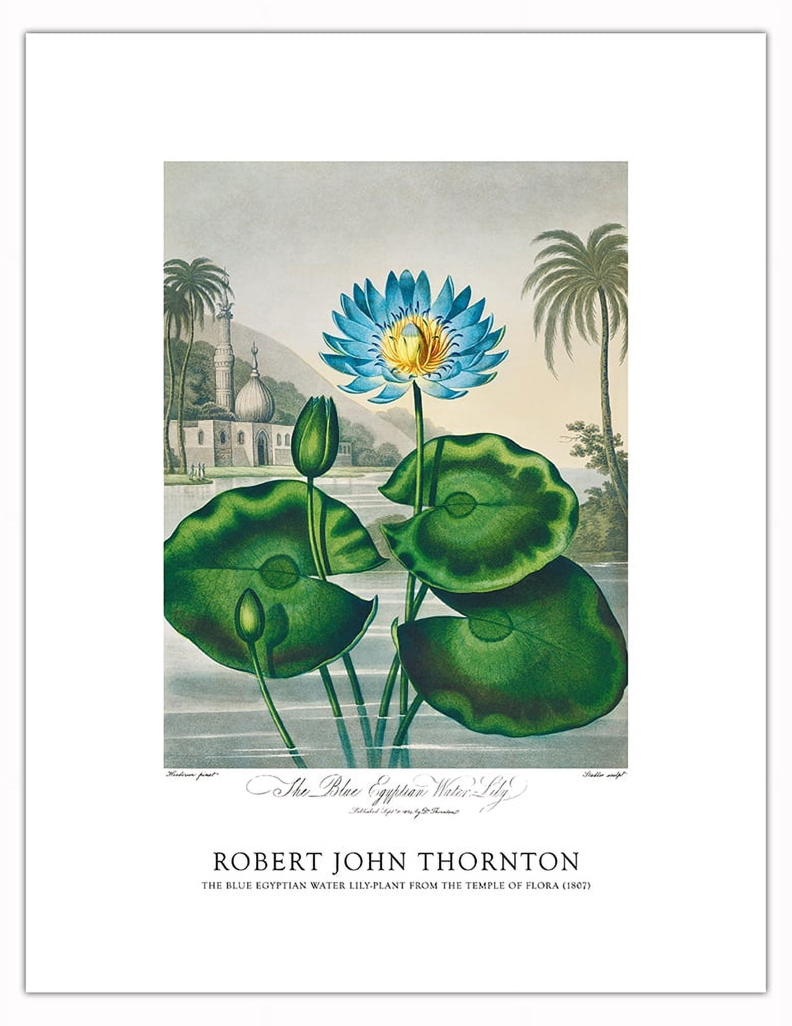 The Blue Egyptian Water Lily - from the Temple of Flora - Vintage ...