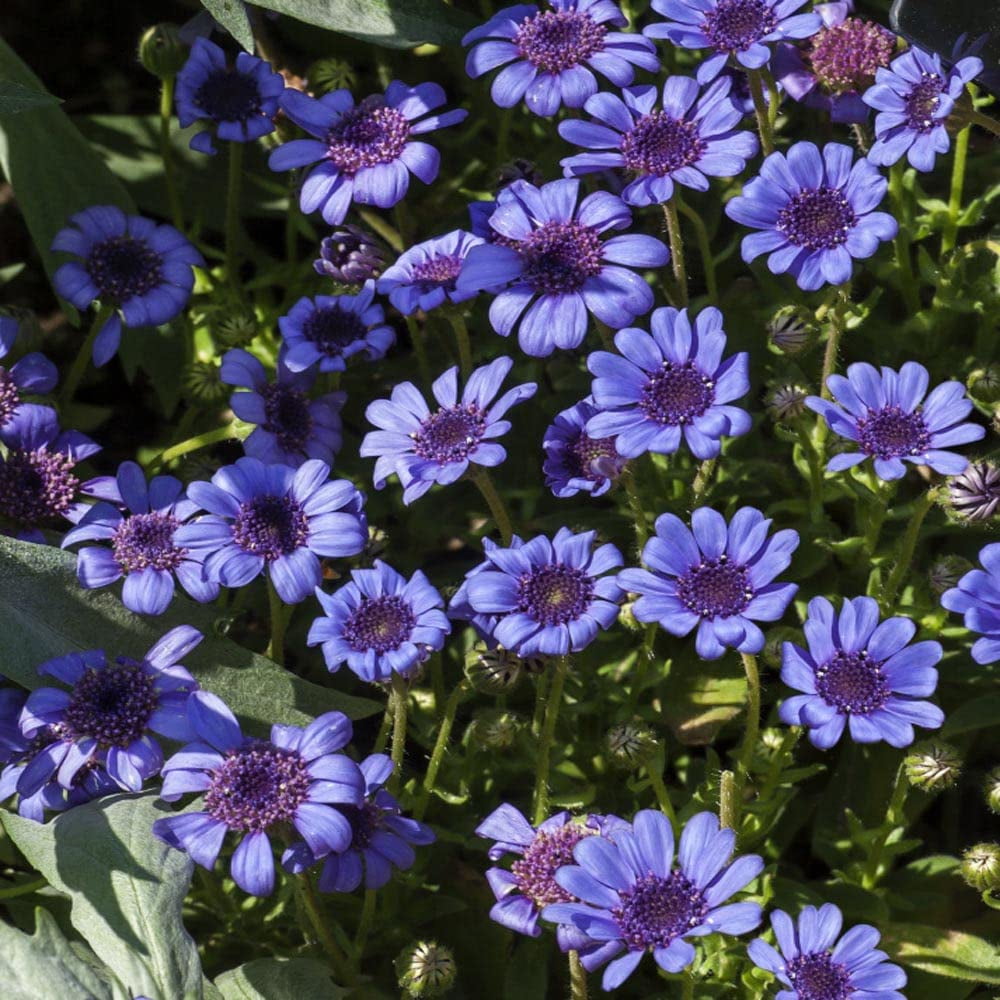 The Blue's Blue Daisy Seeds for Planting (100 Seeds) - Felicia ...