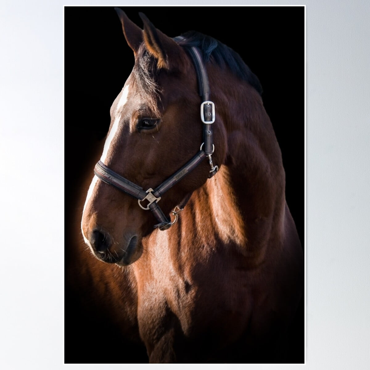 The Brown Horse Portrait Photography Poster Wall Art, Modern Wall Decor ...