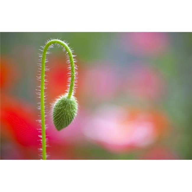 The Bud of A Wildflower In Columbia River Gorge National Scenic Area ...