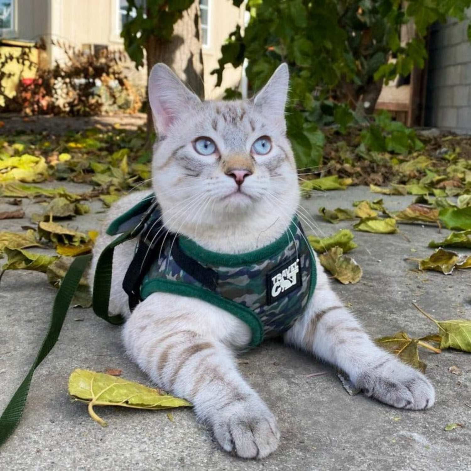 "The Camo Cat" Limited-Edition Cat Harness Leash Set - Walmart.com