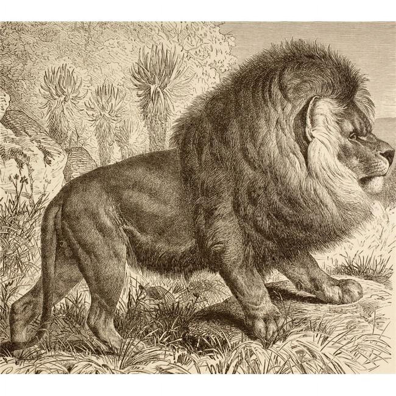 The Cape Lion, Now Extinct From La Vida De Los Animales Published Spain ...