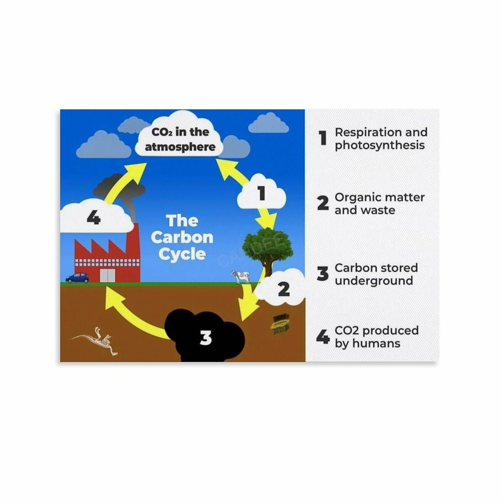 The Carbon Cycle Poster Eco Friendly Educational (4) Canvas Painting ...