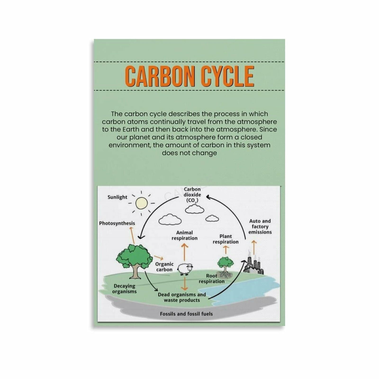 The Carbon Cycle Poster Eco Friendly Educational (6) Canvas Painting ...