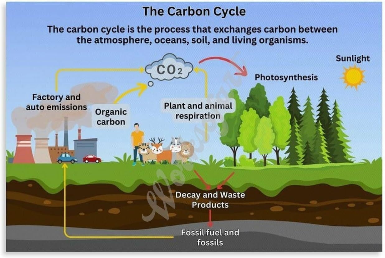 The Carbon Cycle Poster Science Education Poster Wall Art for Bedroom ...
