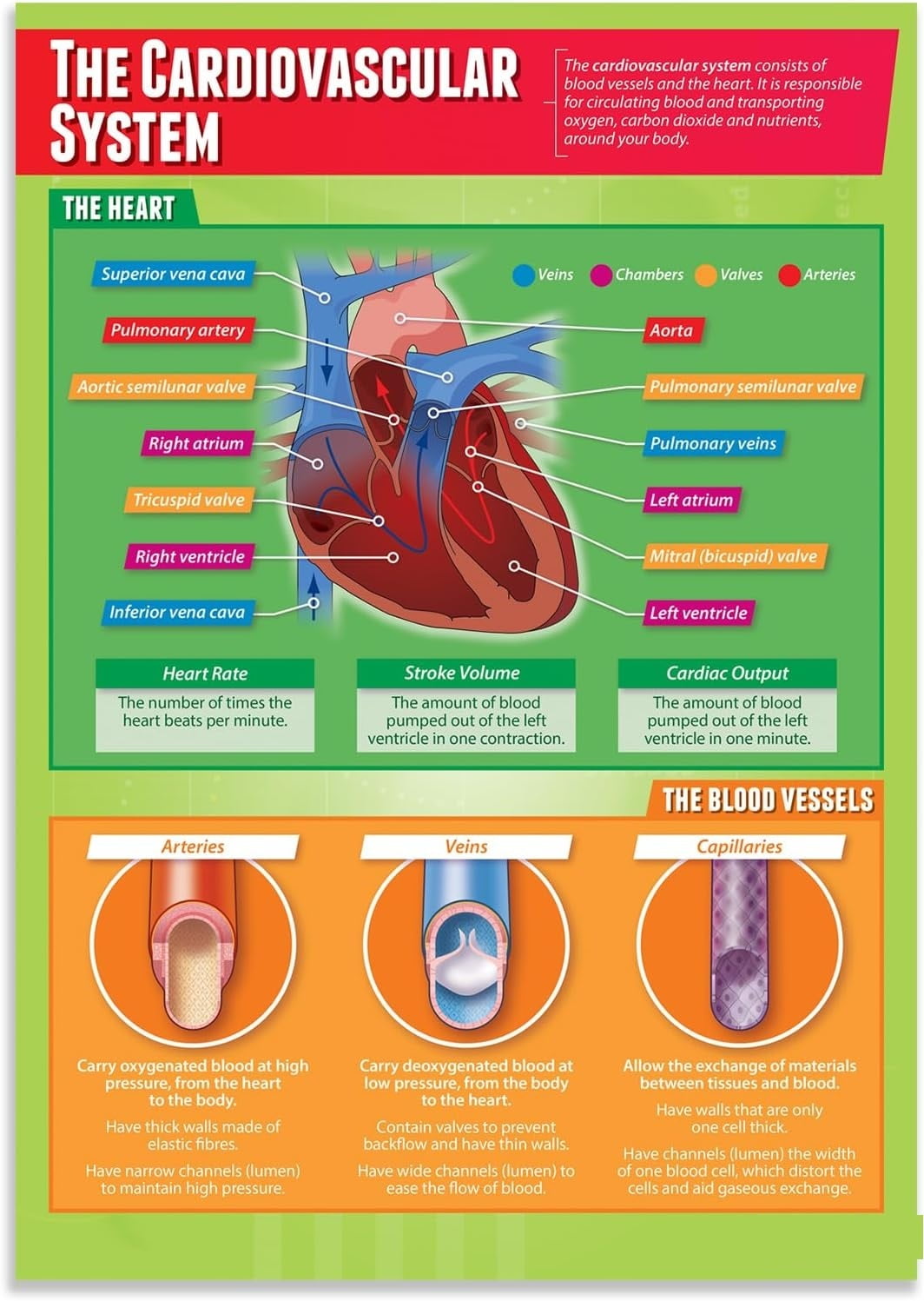 The Cardiovascular System Posters Education Charts for the Classroom ...
