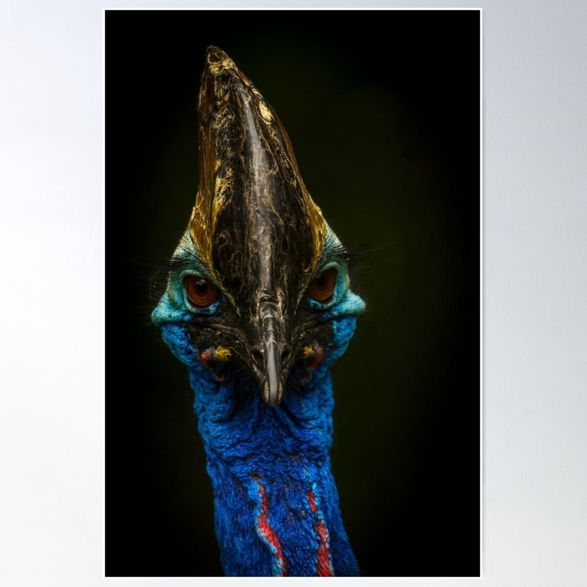 The Cassowary Poster Wall Art, Modern Wall Decor For Living Room ...