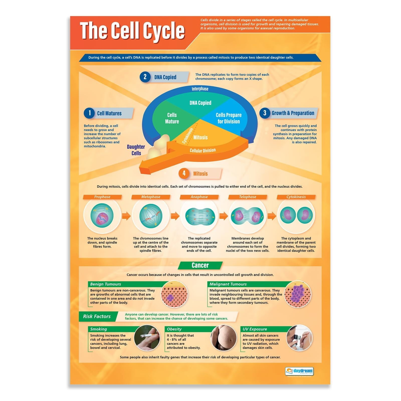The Cell Cycle | Science Posters | Laminated Gloss Paper measuring STEM ...