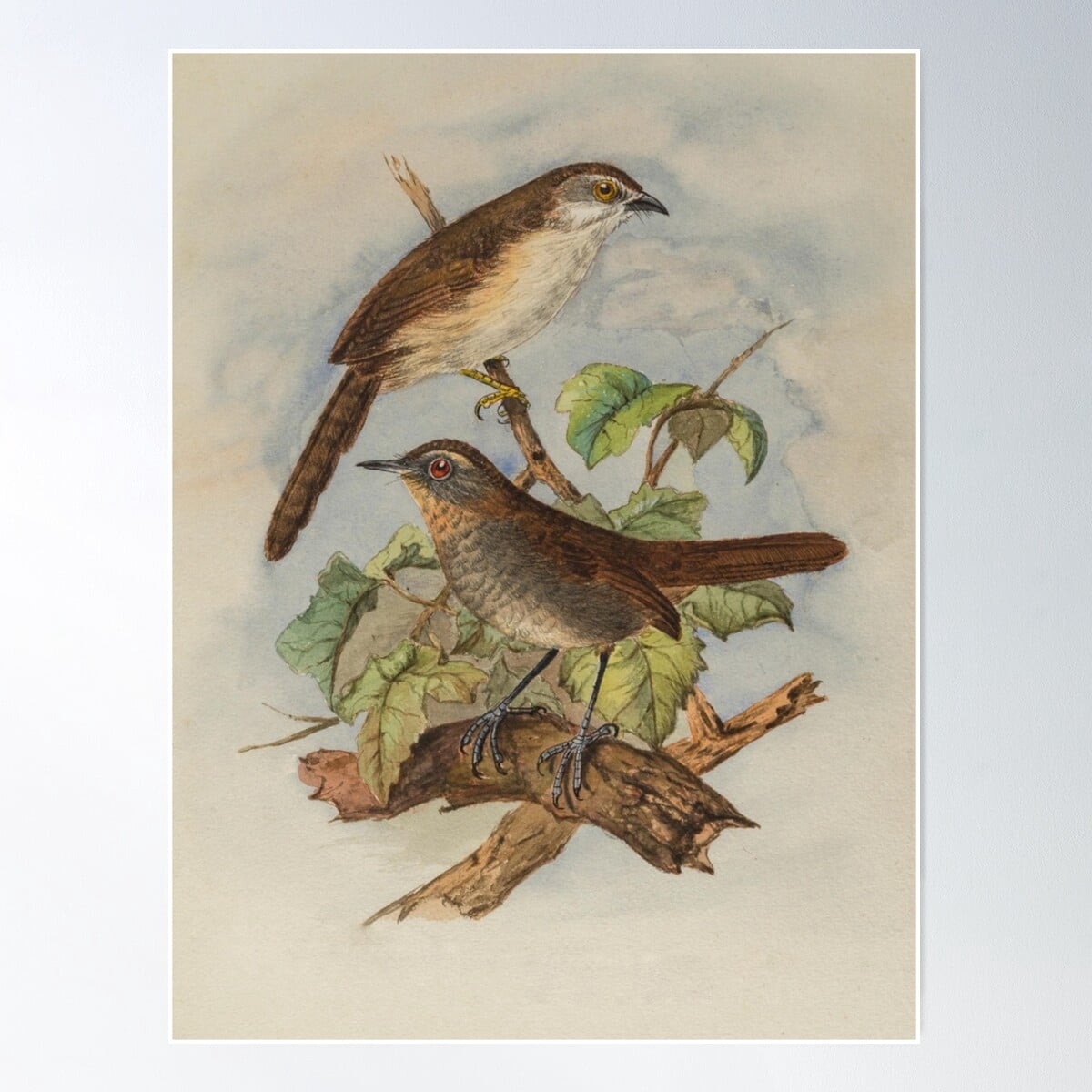 The Ceylon Yellow Eyed Babbler Poster Wall Art, Modern Wall Decor For ...