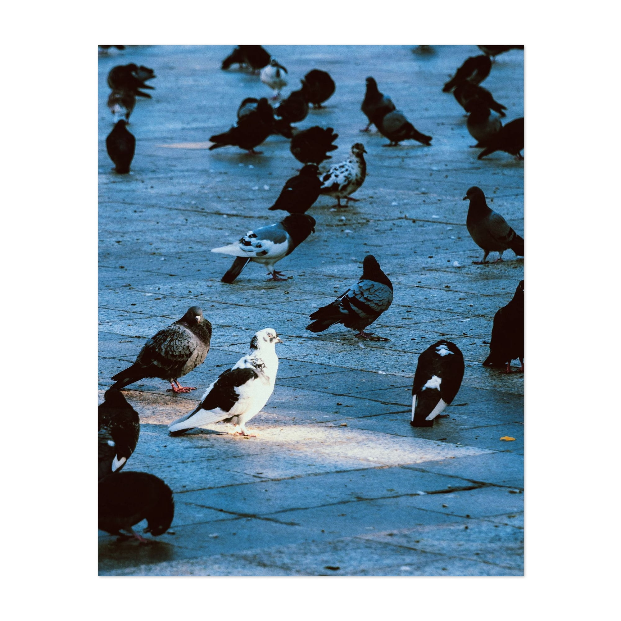 The Chosen One - Athens Greece Photography Bird Wildlife Street ...