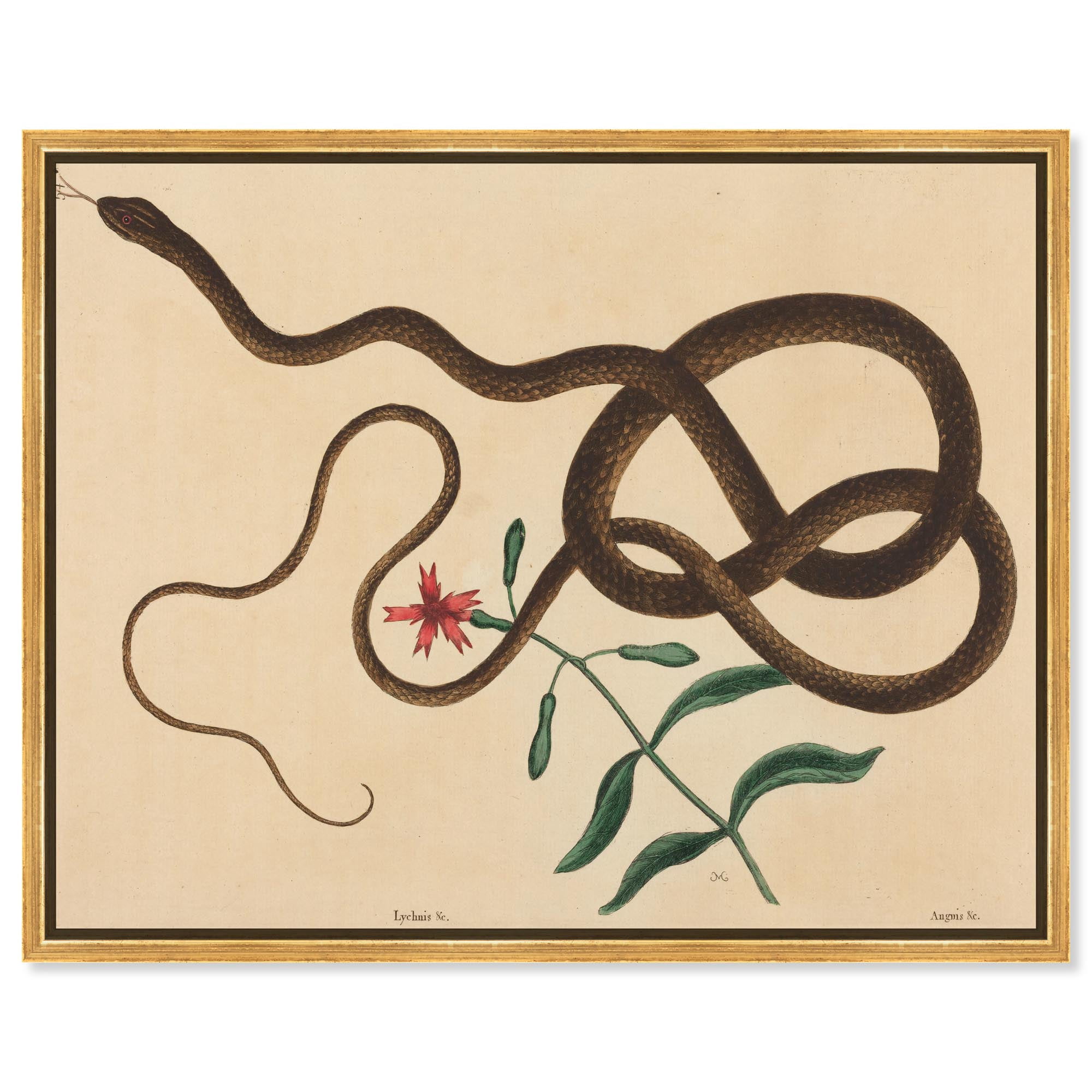 The Coach Whip Snake 1743 Canvas Famous Classic Art by Art Remedy, Gold ...