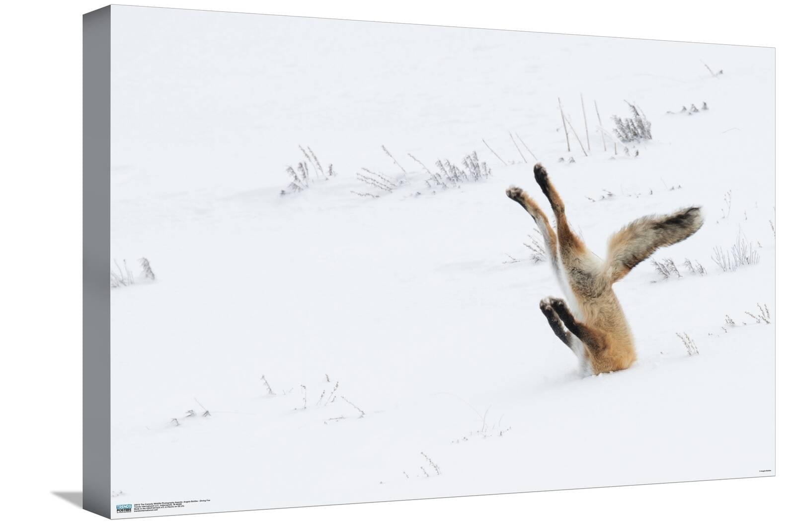 The Comedy Wildlife Photography Awards: Angela Bohlke - Diving Fox ...