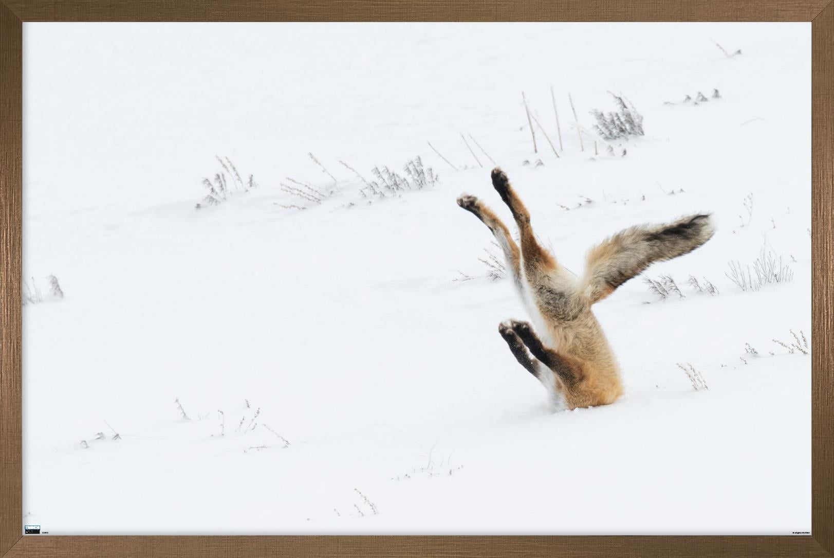 The Comedy Wildlife Photography Awards: Angela Bohlke - Diving Fox Wall ...