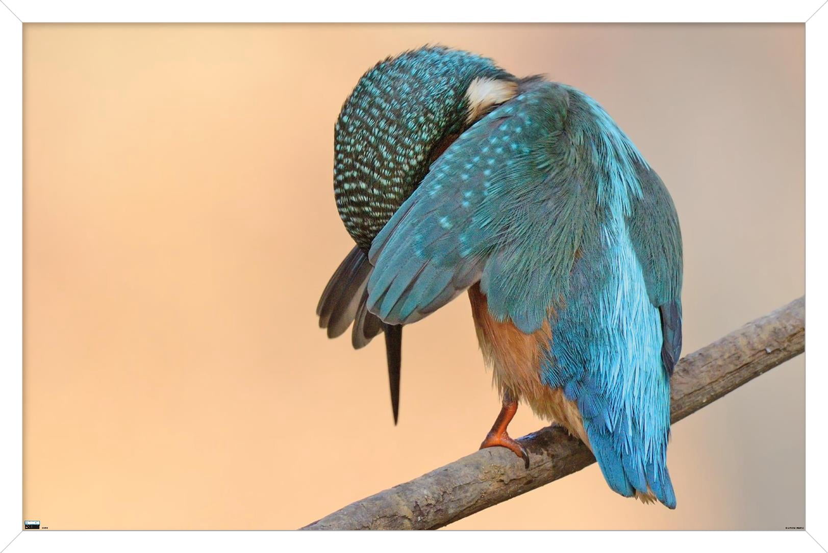 The Comedy Wildlife Photography Awards: Antonio Medina - Ashamed Wall ...