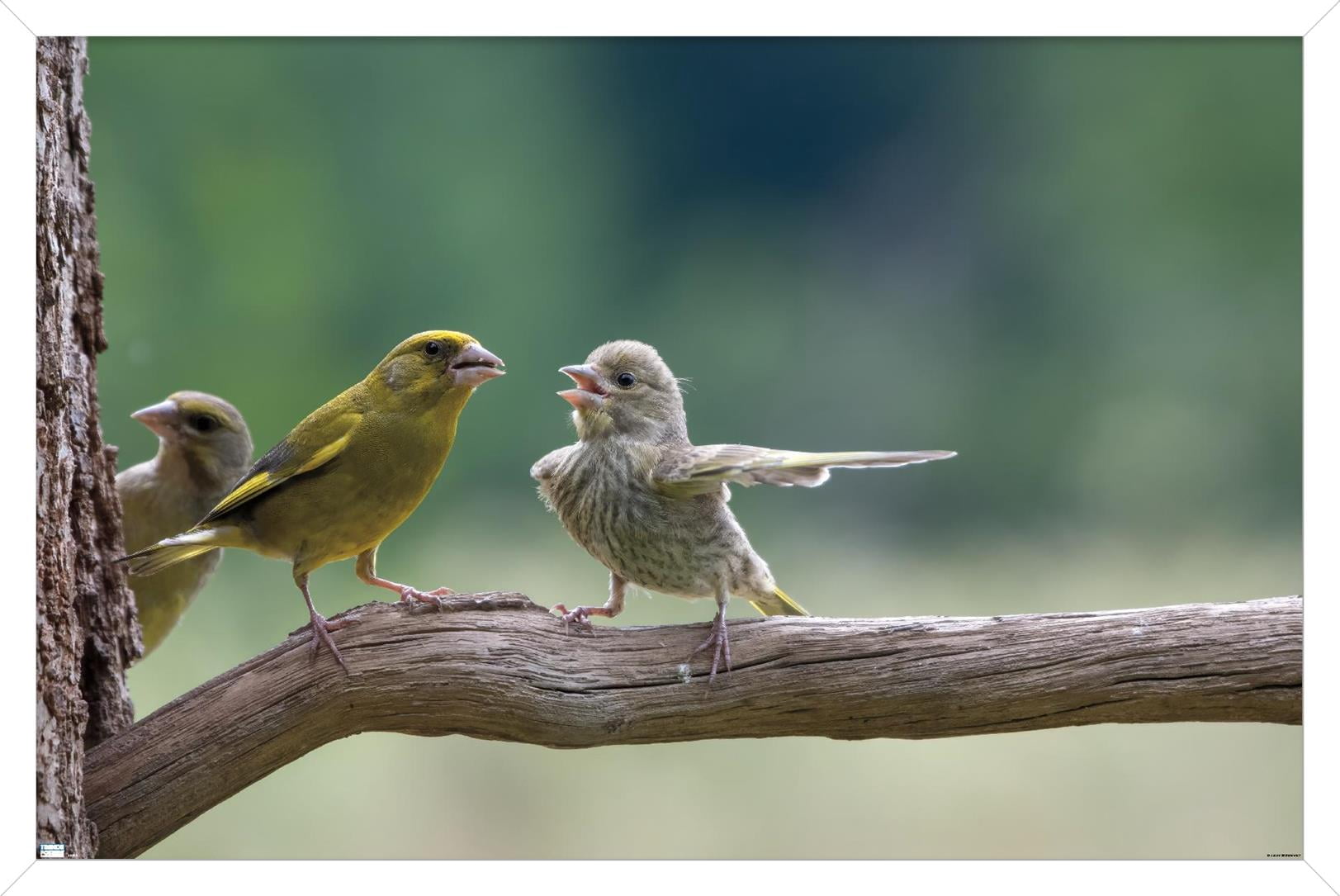 The Comedy Wildlife Photography Awards: Jacek Stankiewicz - Dispute ...