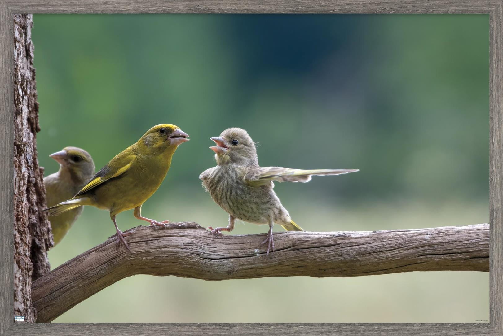 The Comedy Wildlife Photography Awards: Jacek Stankiewicz - Dispute ...