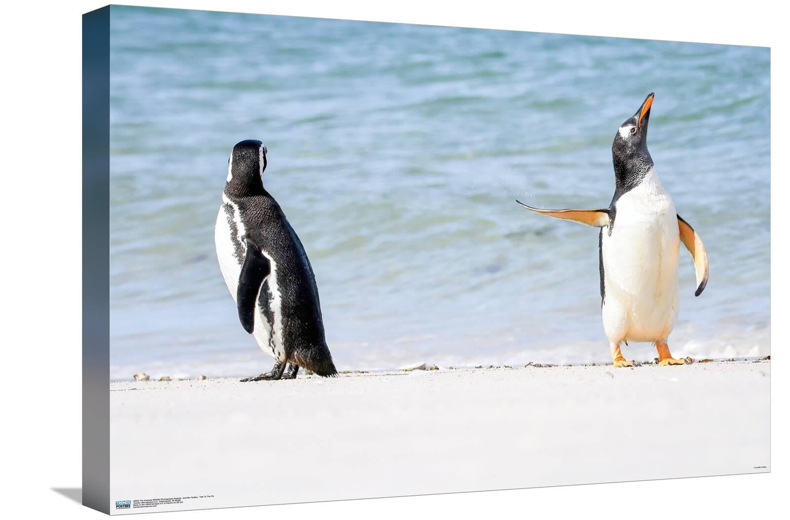 The Comedy Wildlife Photography Awards: Jennifer Hadley - Talk To The ...