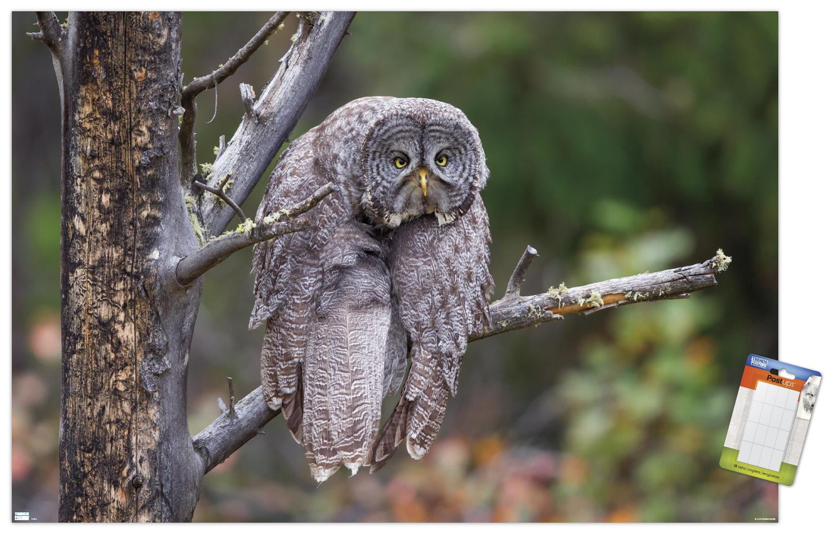 The Comedy Wildlife Photography Awards: John Blumenkamp - Monday Blahs ...