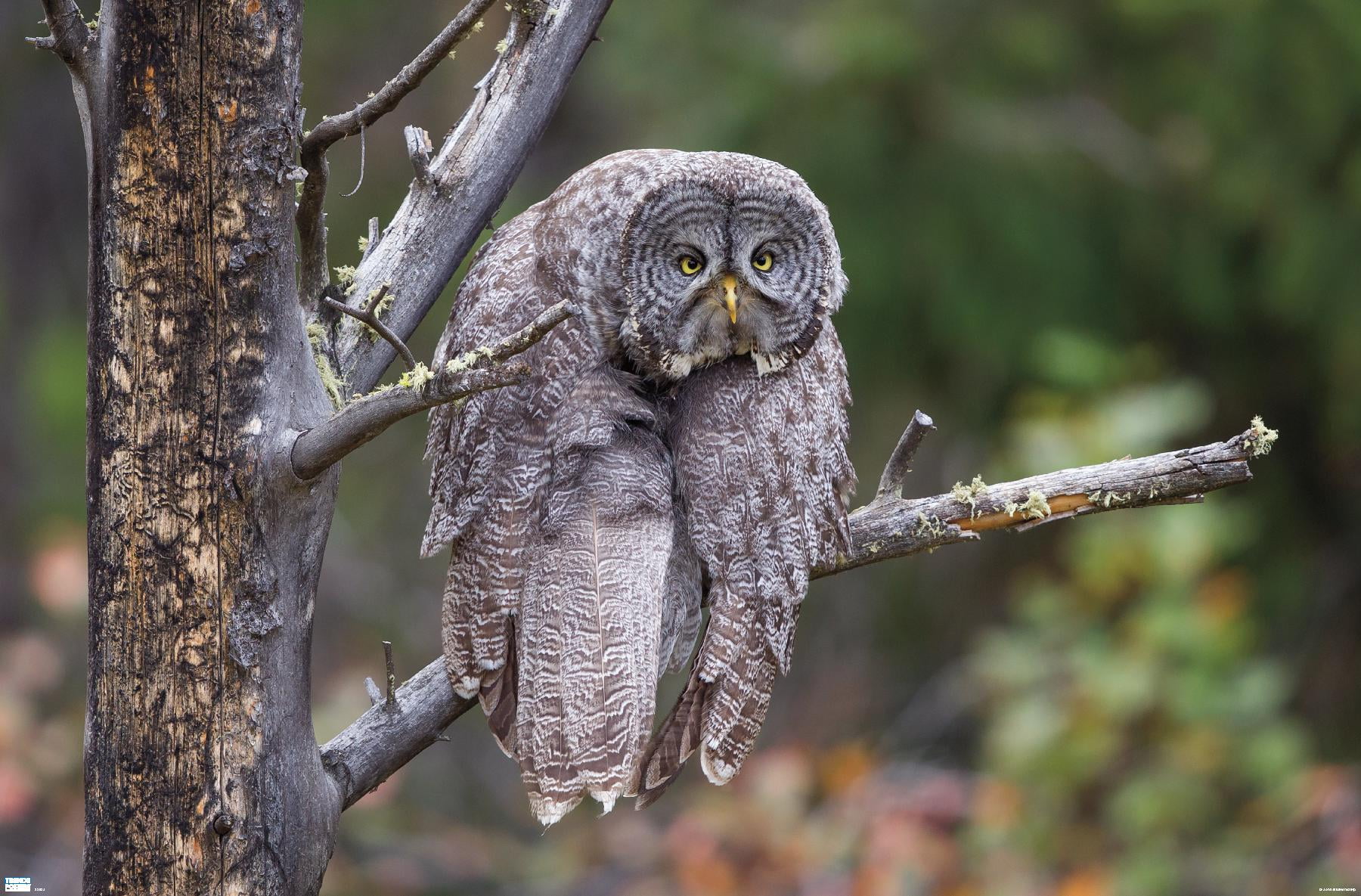 The Comedy Wildlife Photography Awards: John Blumenkamp - Monday Blahs ...