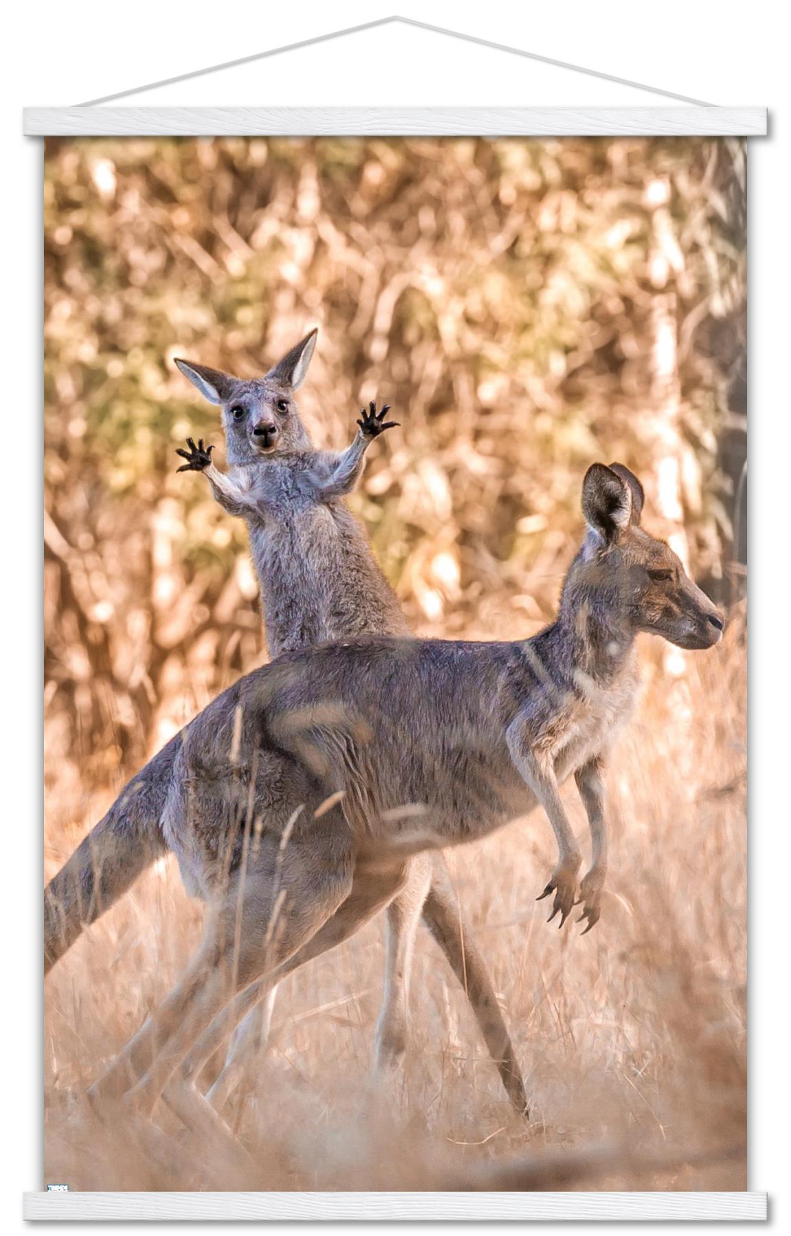 The Comedy Wildlife Photography Awards: Lara Mathews - Boing Wall ...