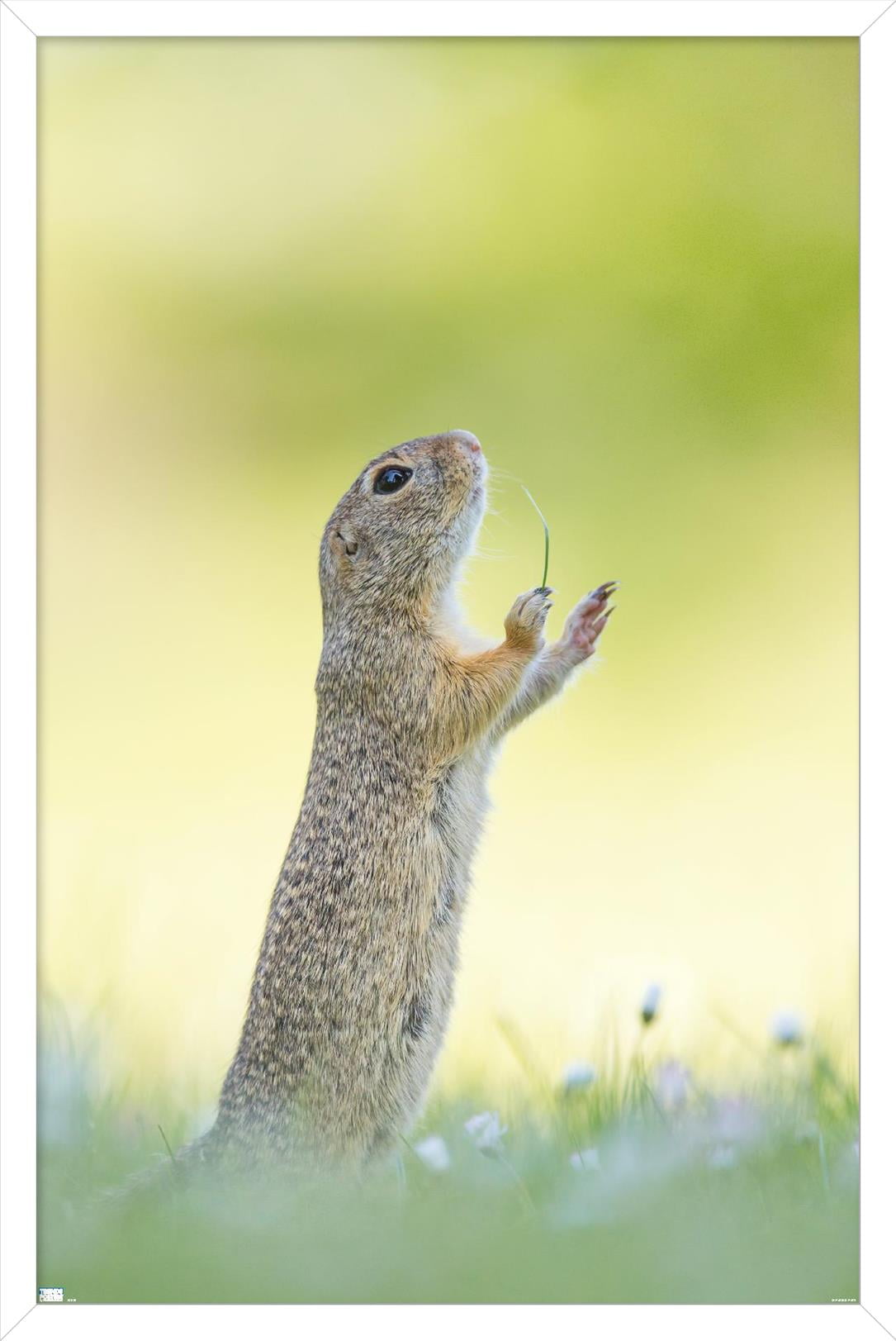 The Comedy Wildlife Photography Awards: Perdita Petzl - Conducting Wall ...