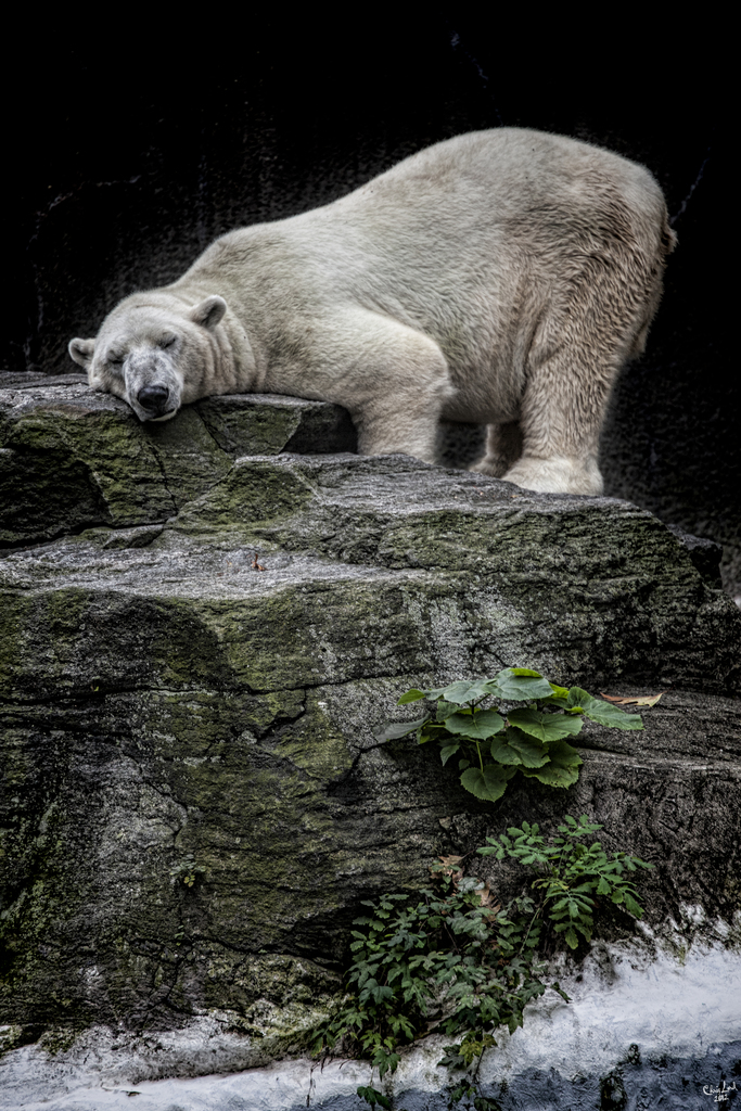 The Contented Bear by Chris Lord Photo White Polar Big Bear Poster ...