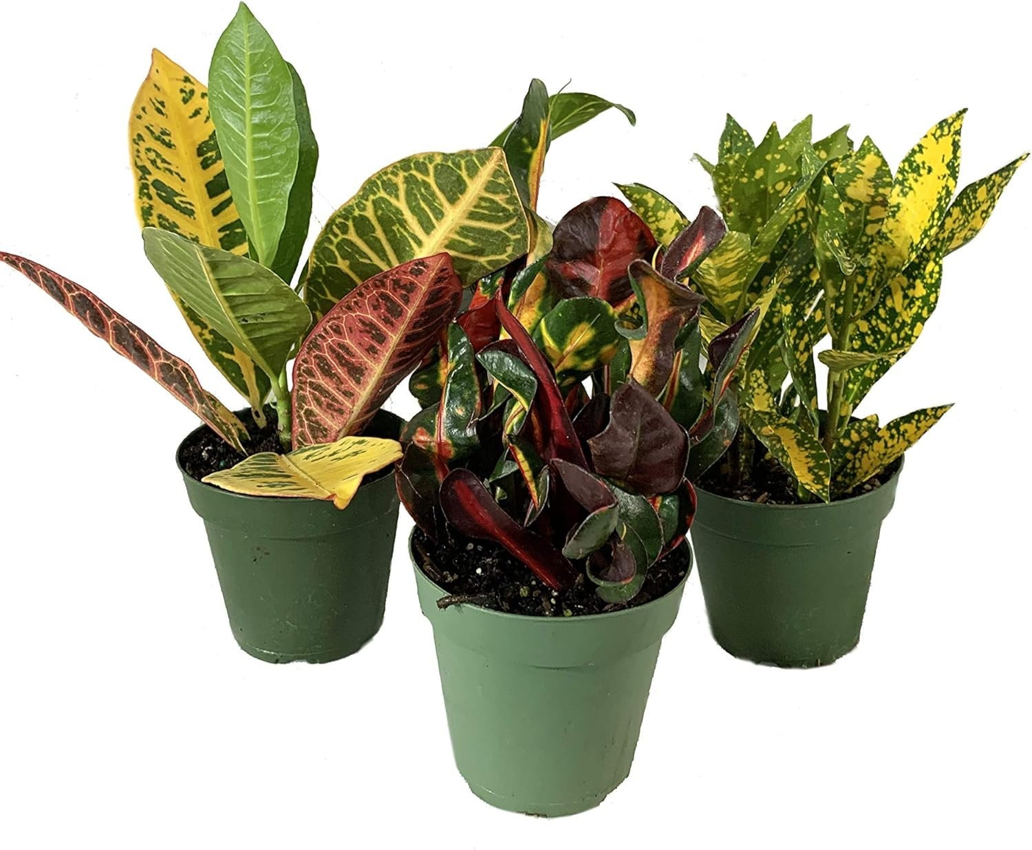 The Croton Collection - 3 Live Plants in 4 Inch Pots - Codiaeum Mammy ...