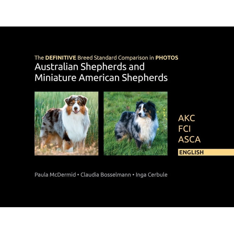 Miniature Australian Shepherd Size Comparison Mini Or Standard Dog