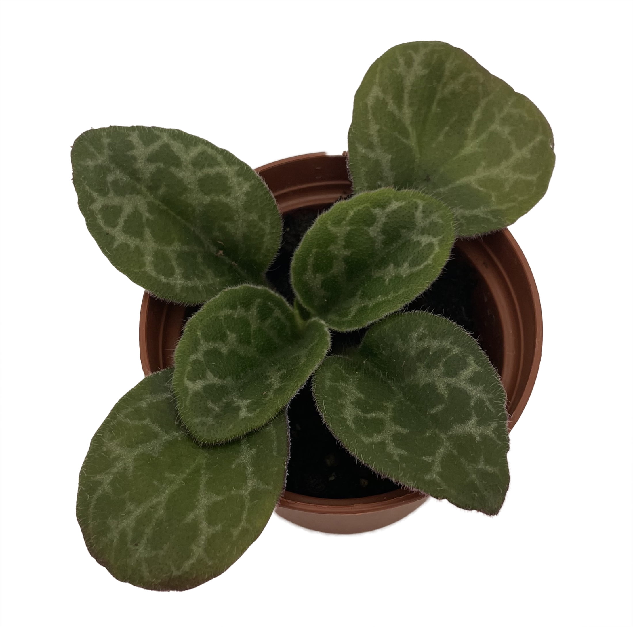 The Dark One Asian Violet - JV Primulina - 2.5" Pot - Collector's ...