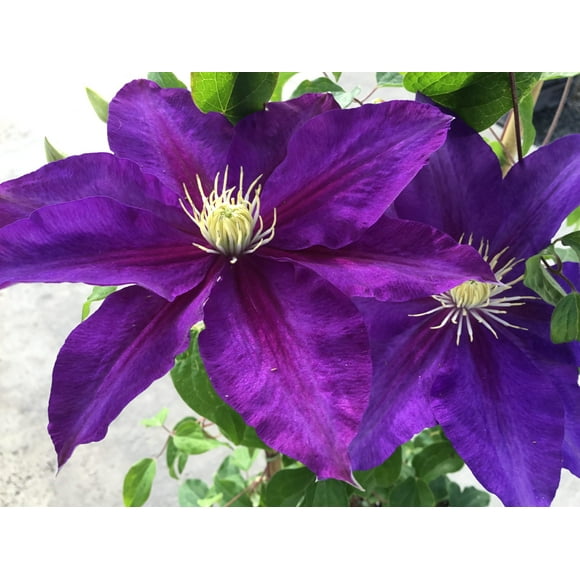 Clematis Plants in Perennials - Walmart.com