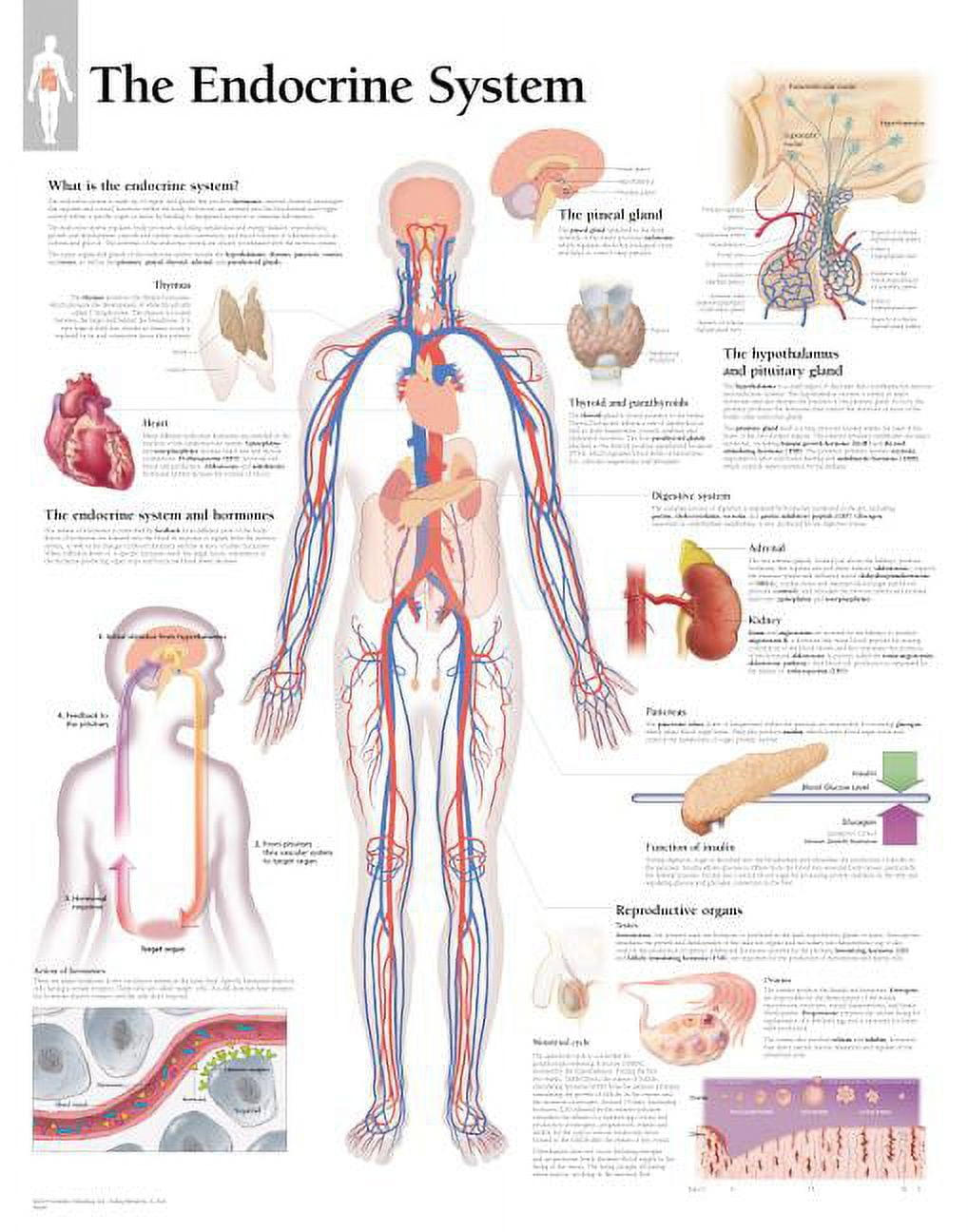 The Endocrine System chart : Wall Chart (Wallchart) - Walmart.com