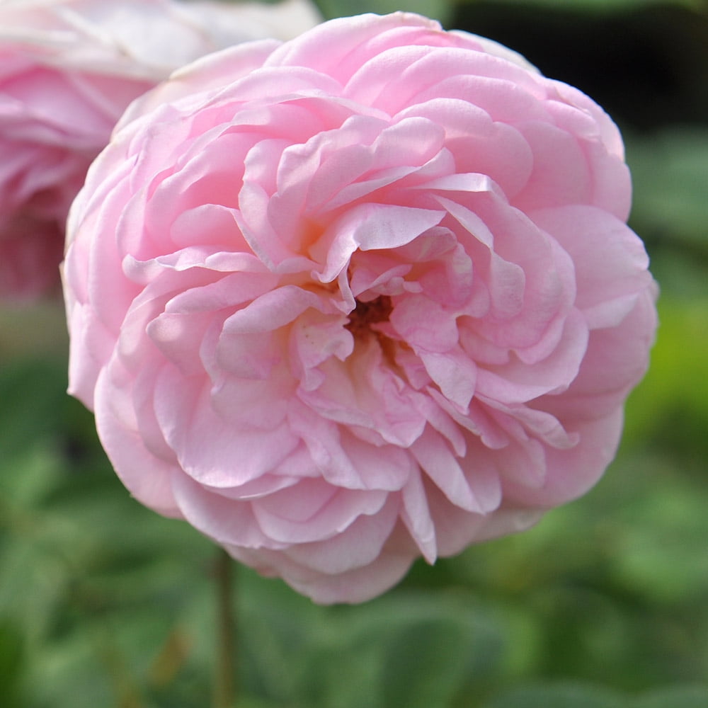 The Fairy Polyantha Rose by Heirloom Roses - Pink Roses For Planting ...