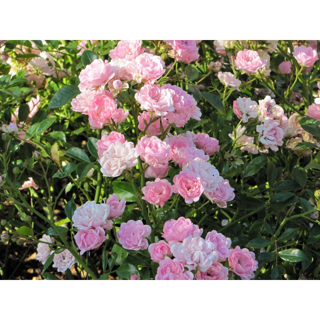 "Fairy Rose Live Flowers - Soft Pink Blooms, Everblooming, Hardy in ...