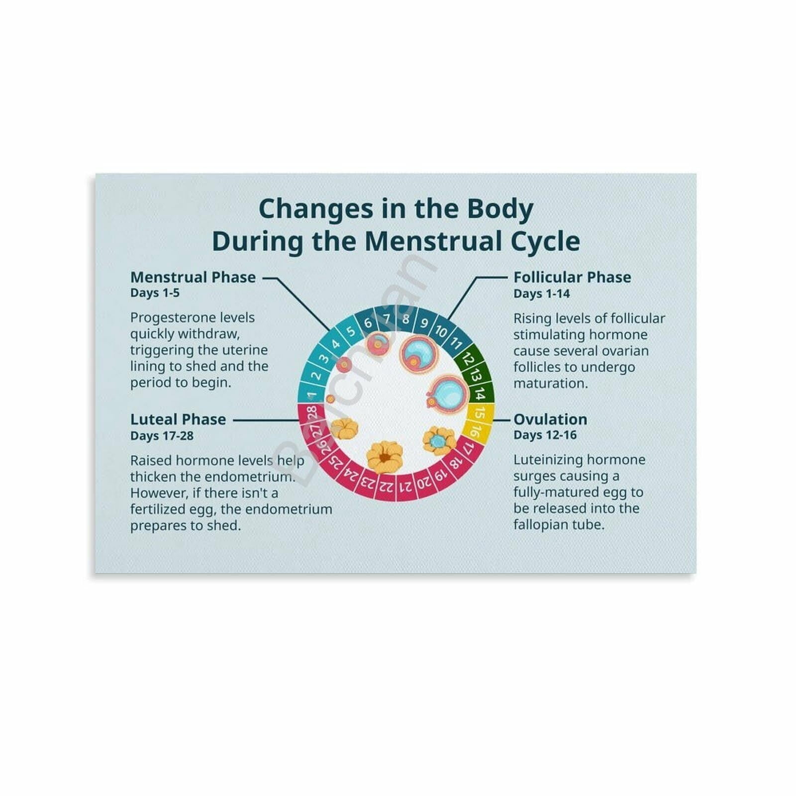 The Female Menstrual Cycle And Hormones Chart Women's Health Poster 1 ...