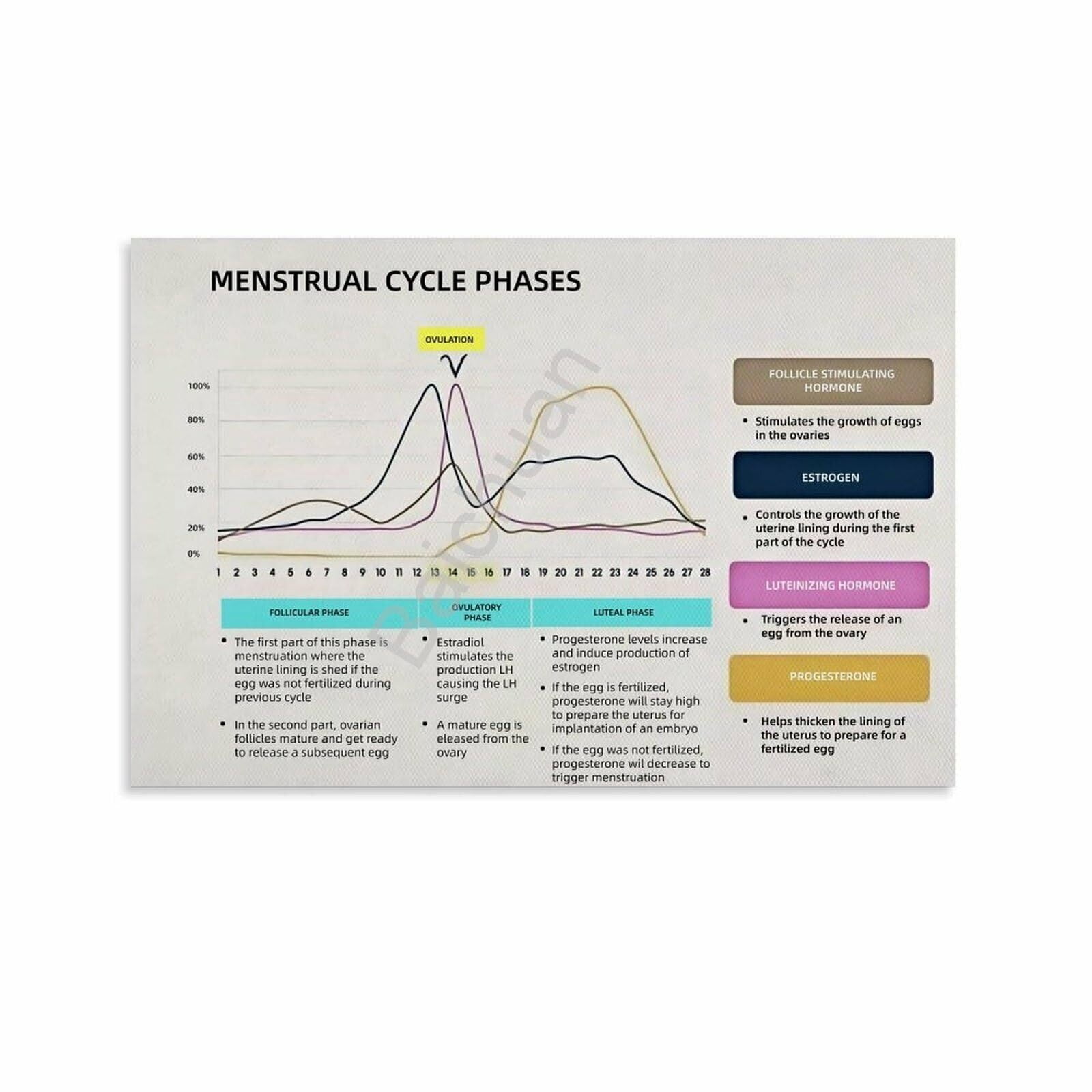 The Female Menstrual Cycle And Hormones Chart Women's Health Poster 4 ...