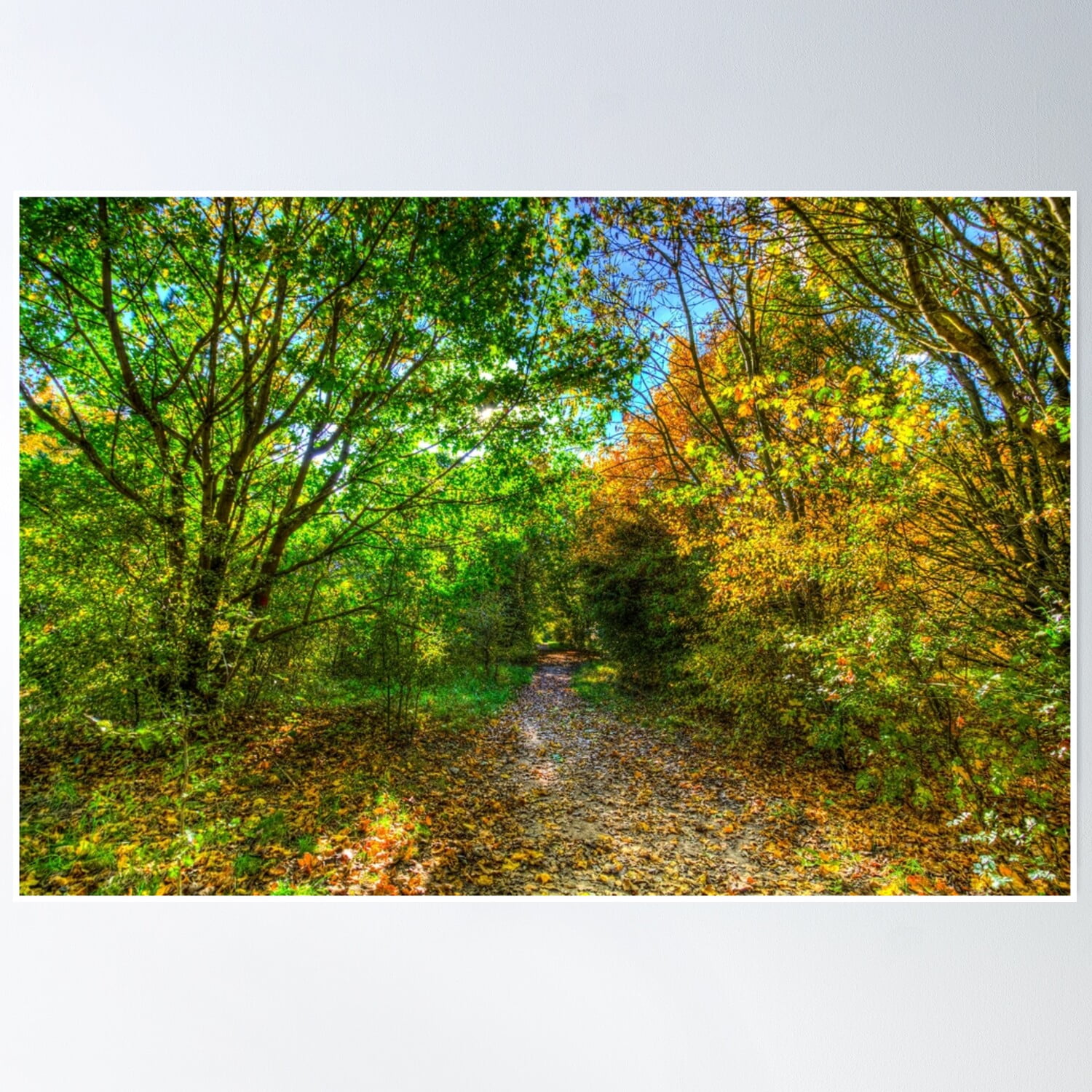 The Forest Path Poster Wall Art, Modern Wall Decor, 16x24 UNFRAMED ...